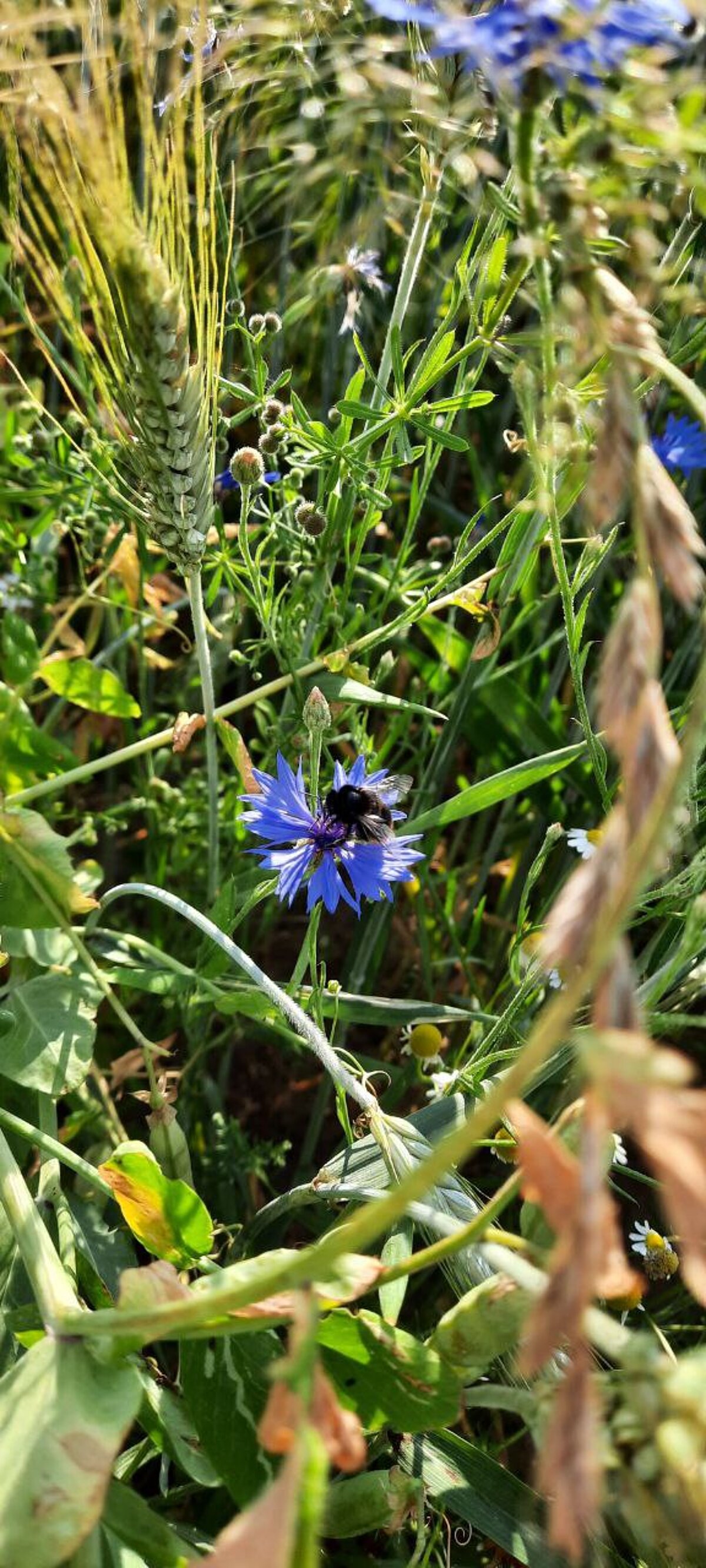 Karlsruhe: Naturschutz in Karlsruhe